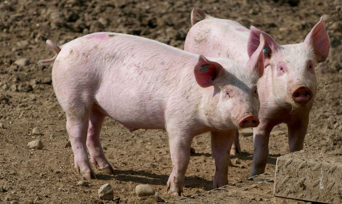 Schweine: Wie sich Bakterien durch Bildung von Biofilmen vor dem ... Schweine: Wie sich Bakterien durch Bildung von Biofilmen vor dem ...